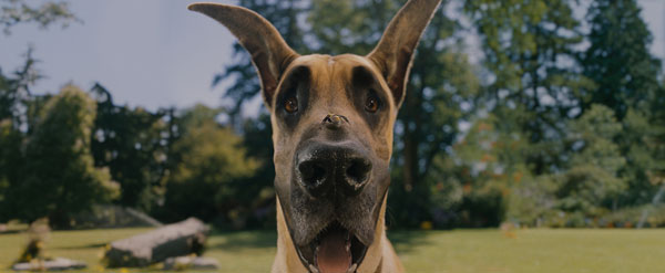 Cinesite’s CGI Dogs in Marmaduke