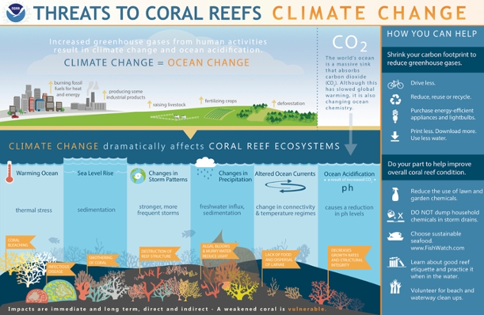 Dataviz: Squaring the Coral Triangle